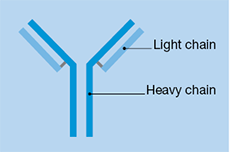 Tests for Myeloma | Cancer Council NSW