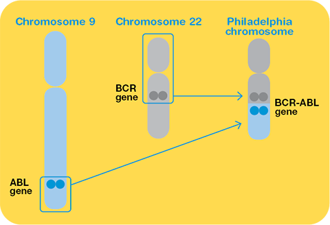 Tests for Acute Lymphoblastic Leukaemia (ALL) | Cancer Council NSW