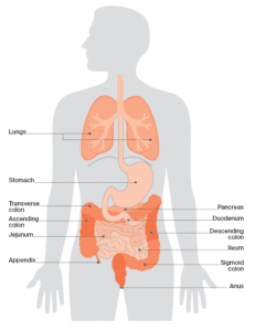 About Neuroendocrine tumours (NETs) | Cancer Council NSW